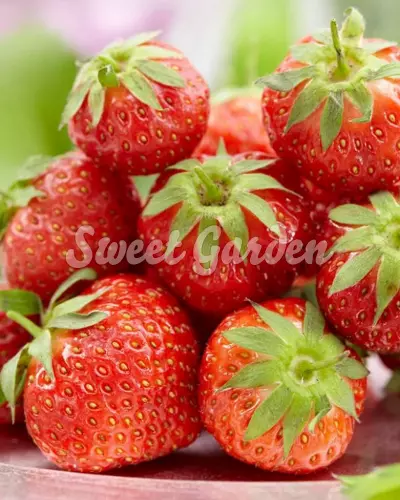 Vásároljon Lambada eper | Sweet Garden - Kód: 13525